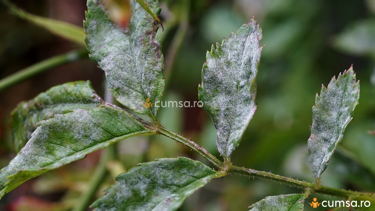 Boli la trandafiri. Cum sa le combati si ce tratamente folosesti - cumsa.ro