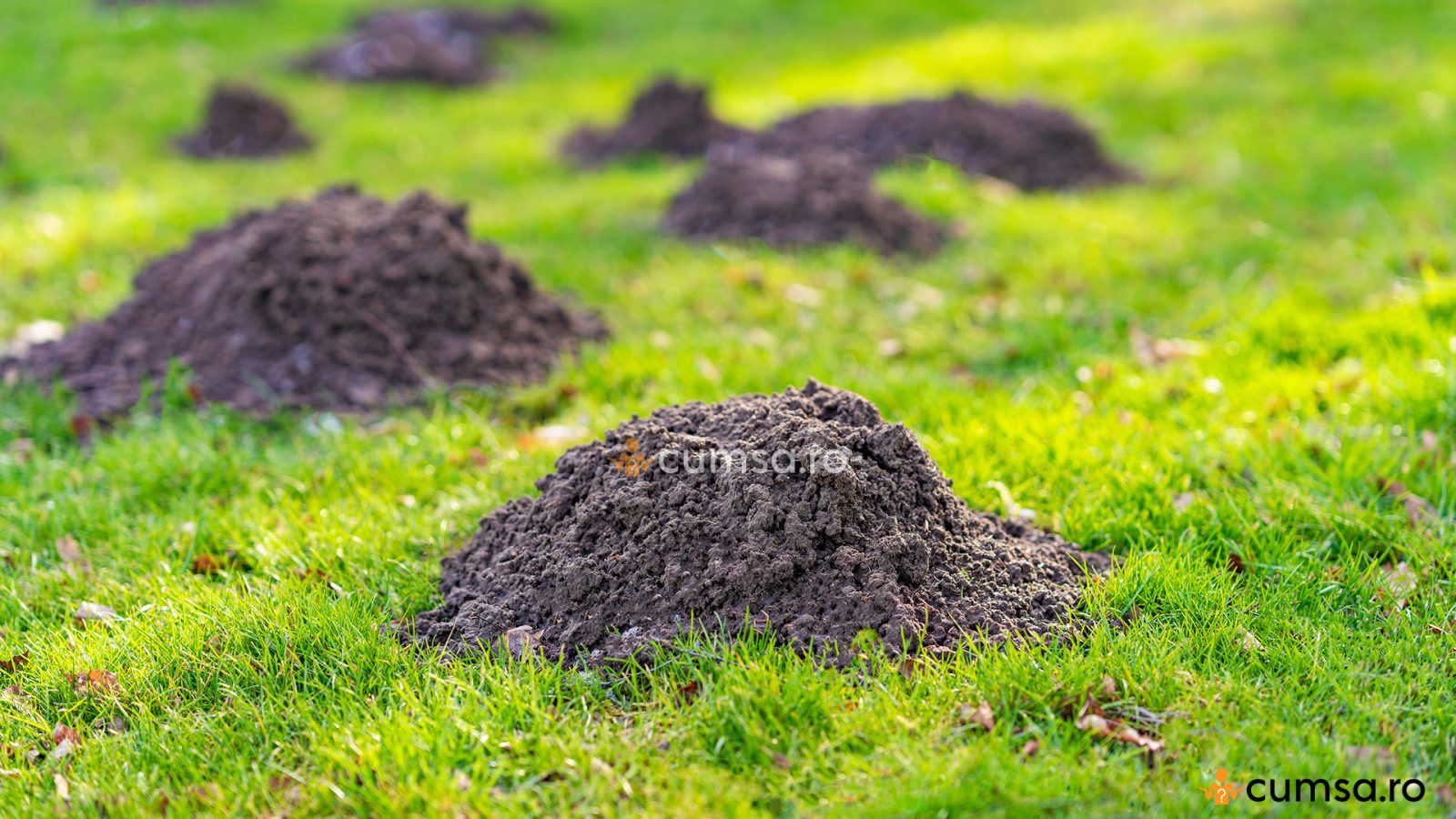 Cum sa scapi de cartite si ce metode sunt eficiente - cumsa.ro