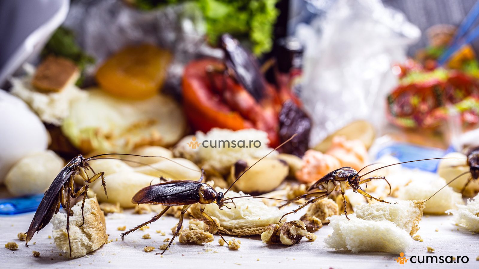 Eliminarea gandacilor de bucatarie. Cum sa scapi definitiv de acestia - cumsa.ro