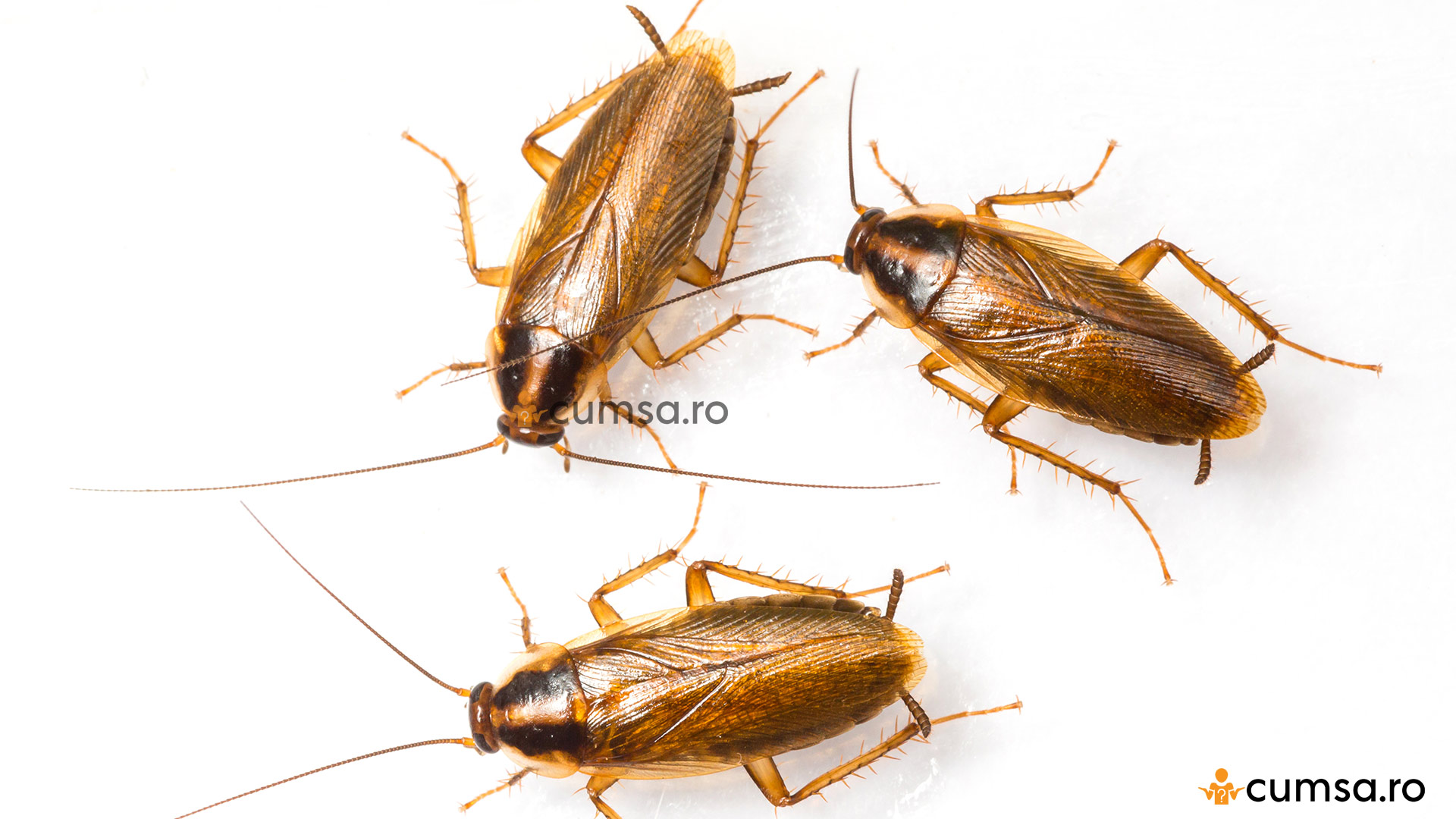 Cum sa scapi de gandacul rosu de bucatarie. Metode de combatere - cumsa.ro