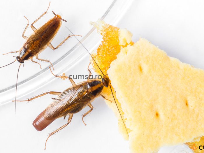 Eliminarea gandacilor de bucatarie. Cum sa scapi definitiv de acestia - cumsa.ro