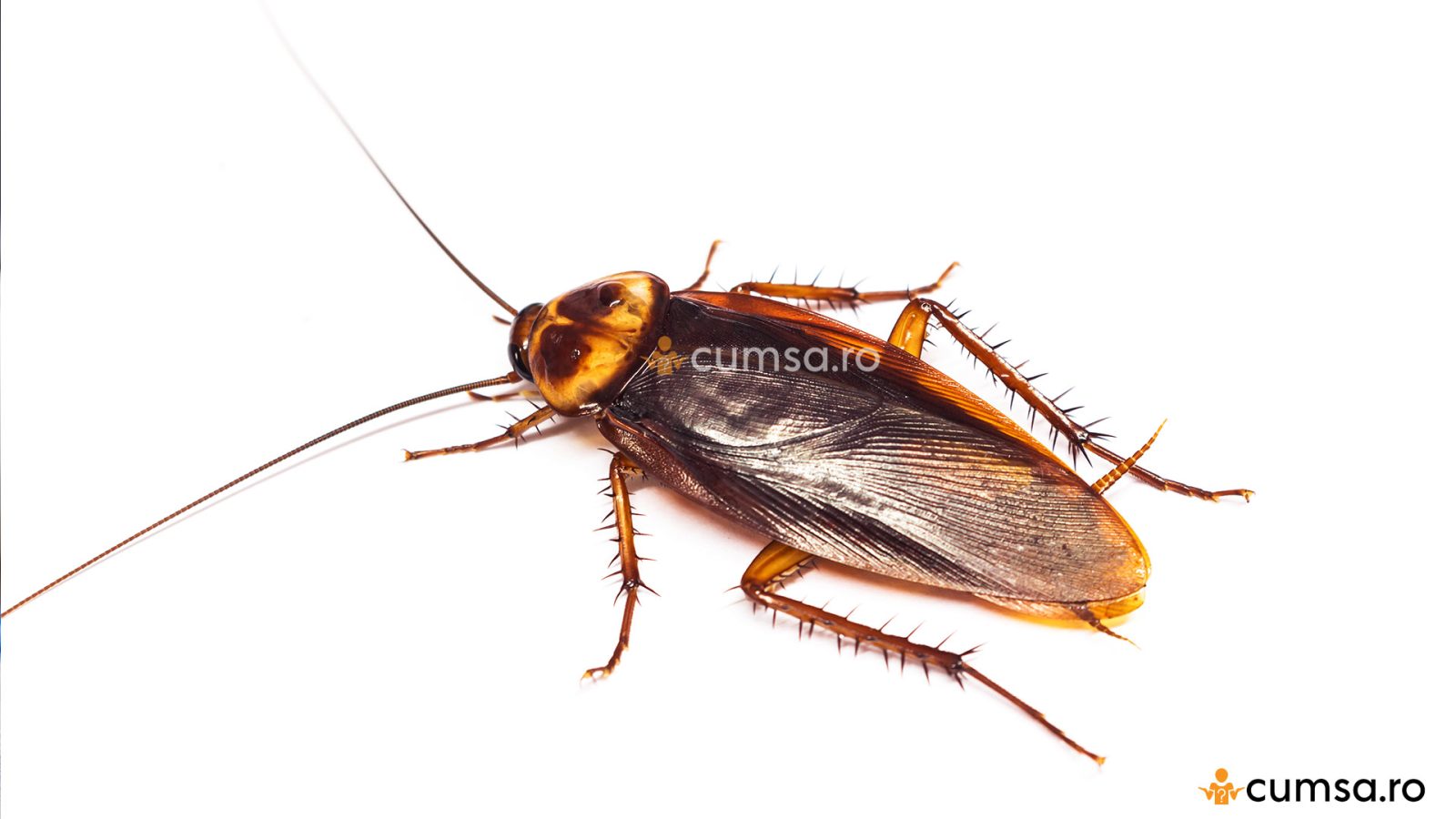 Eliminarea gandacilor de bucatarie. Cum sa scapi definitiv de acestia ...