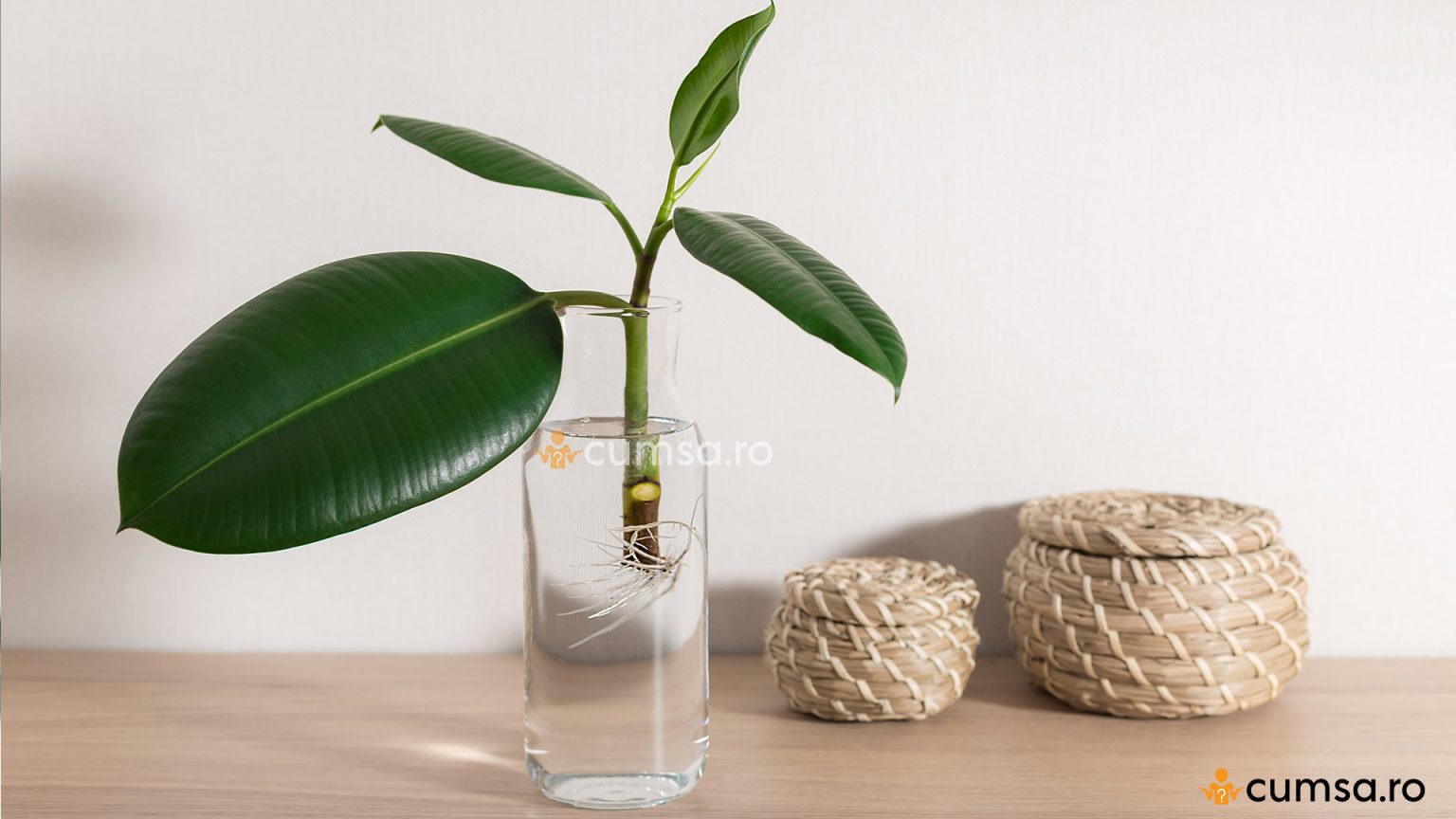 Inmultirea ficusului. Cum sa o faci si care sunt pasii - cumsa.ro