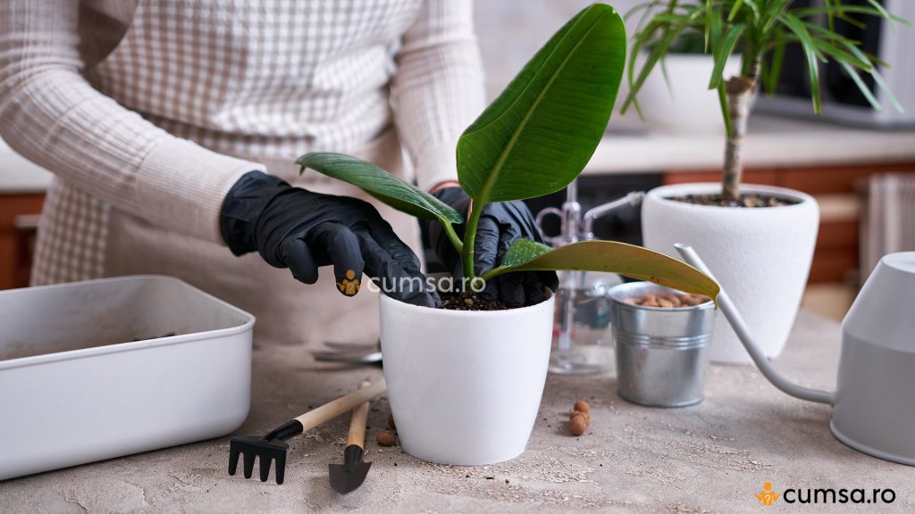 Inmultirea ficusului. Cum sa o faci si care sunt pasii - cumsa.ro