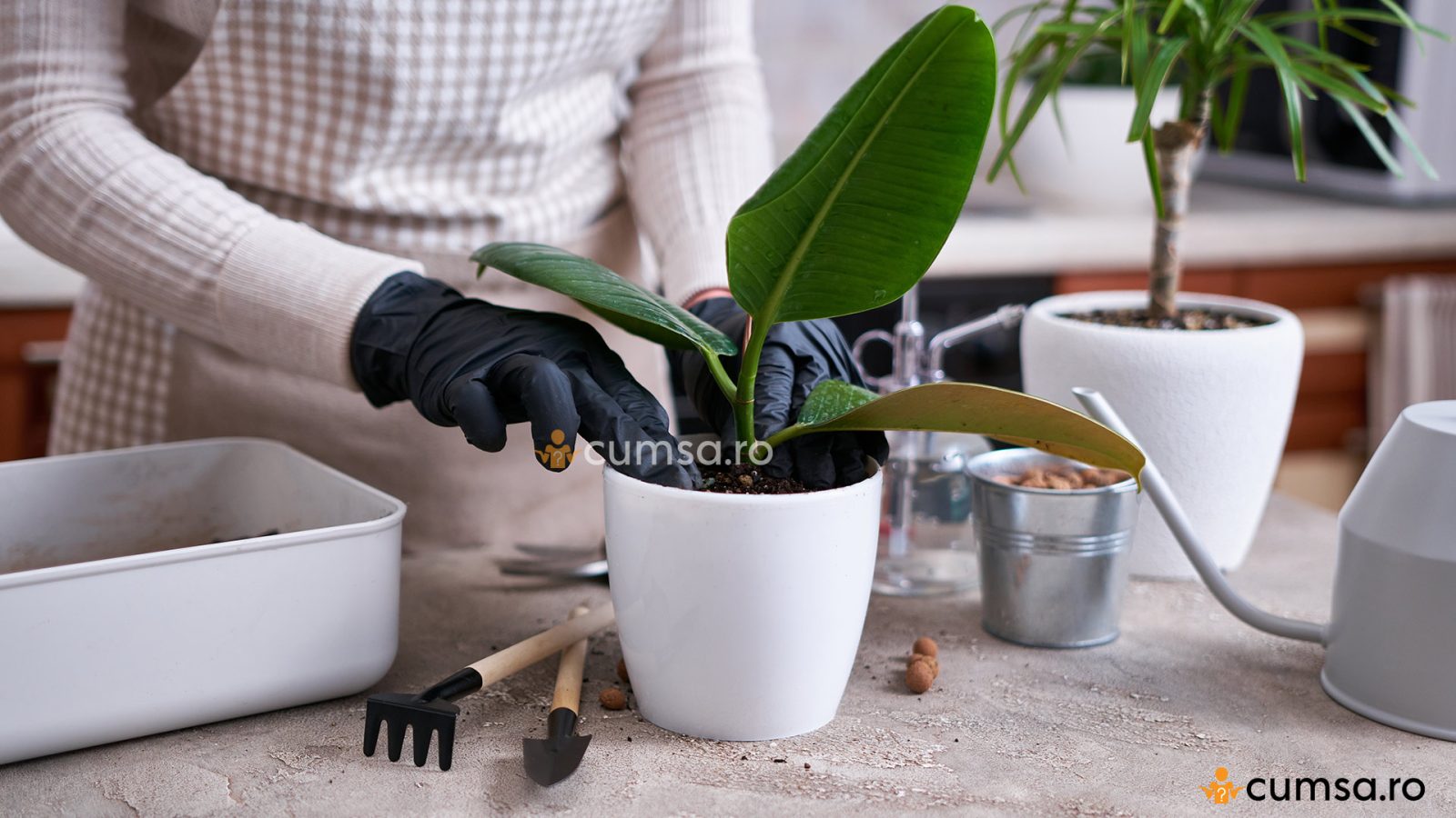 Inmultirea ficusului. Cum sa o faci si care sunt pasii - cumsa.ro