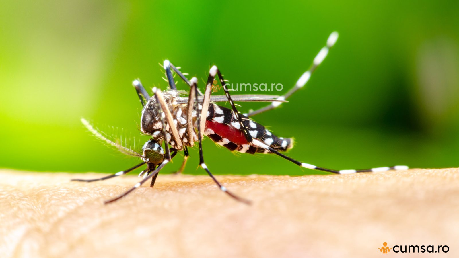 Insecticid tantari exterior. Cum sa tii la distanta insectele in ...