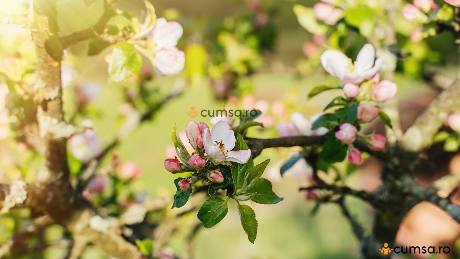 Cum sa combati viespea lastarilor la mar si par. Metode de prevenire si ...