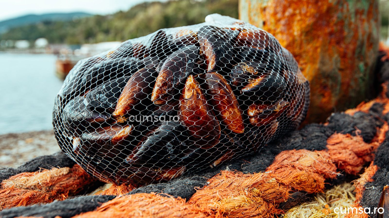 Midii in sos de vin. Cum sa le prepari ca un adevarat chef - cumsa.ro