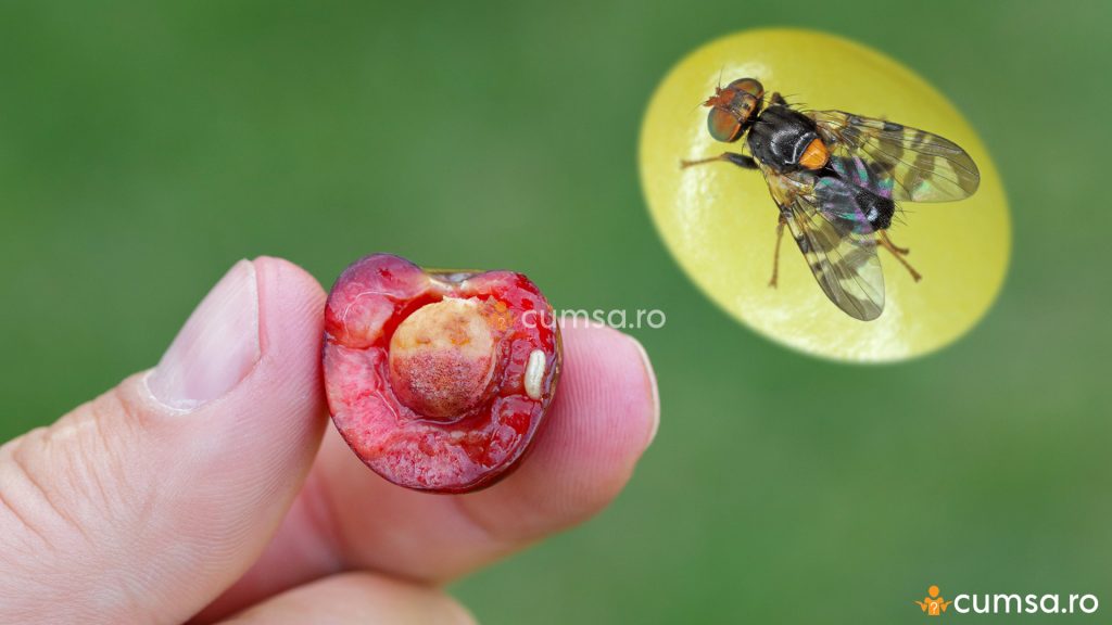 Musca ciresului. Cum sa utilizezi capcane pentru a combate acest ...