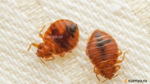 Muscaturi de plosnite. Cum sa le identifici si cum le tratezi - cumsa.ro