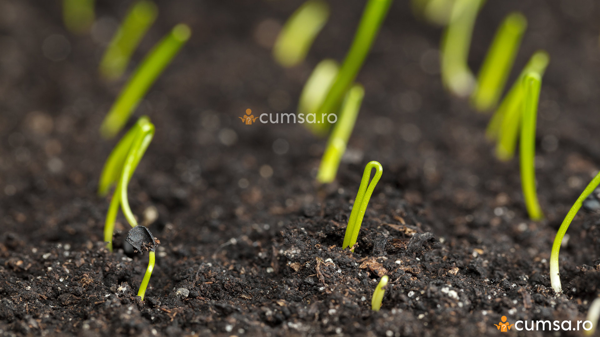 Distanta plantare ceapa. Cum sa plantezi rasadurile si in ce perioada ...