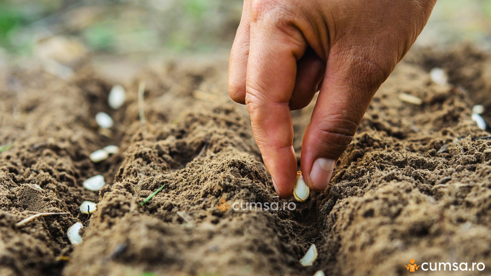 Calendar insamantare legume. Cum sa alegi perioada ideala pentru ...