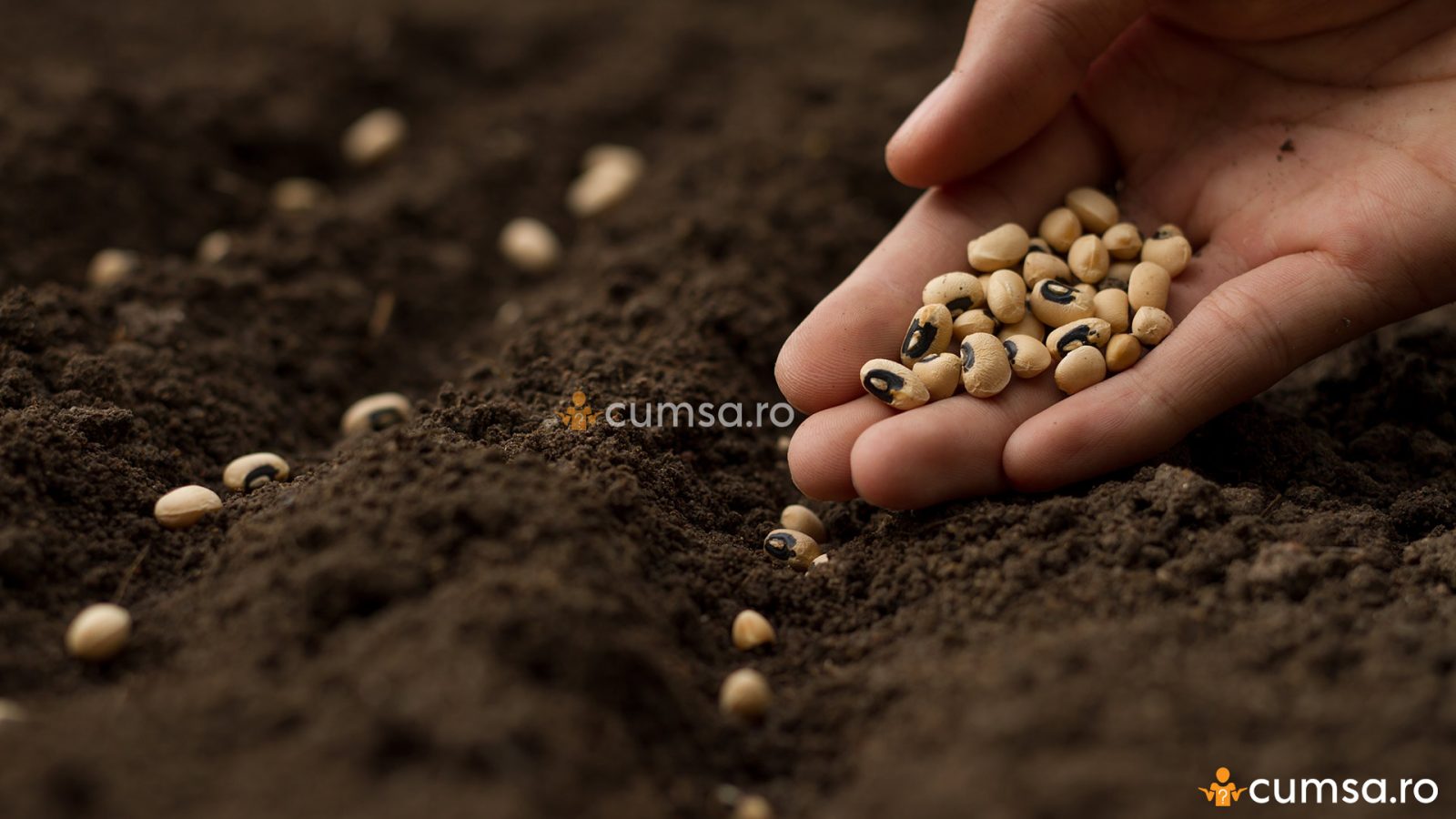 Calendar insamantare legume. Cum sa alegi perioada ideala pentru ...