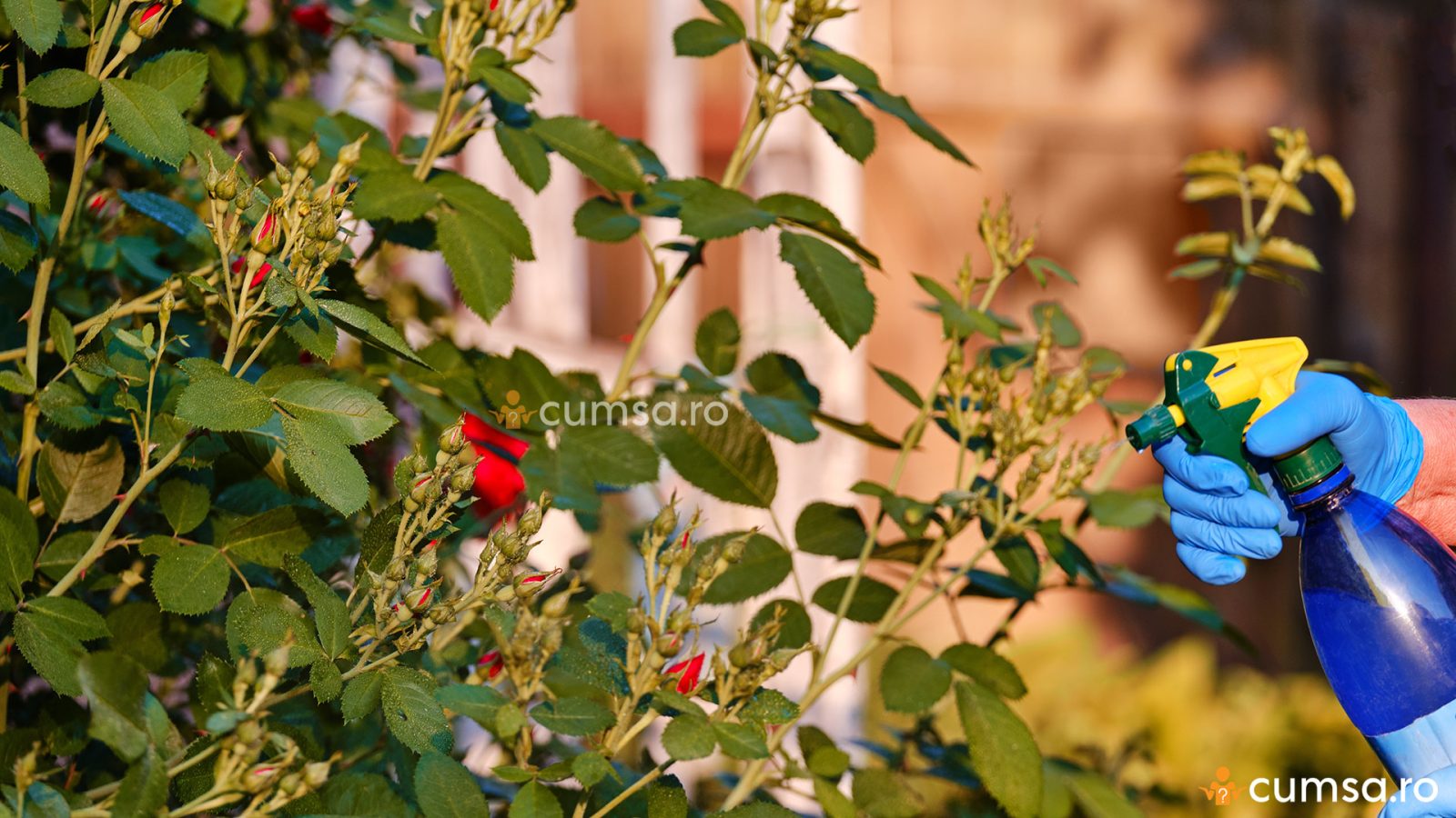 Cum sa faci o solutie naturala contra afidelor - cumsa.ro