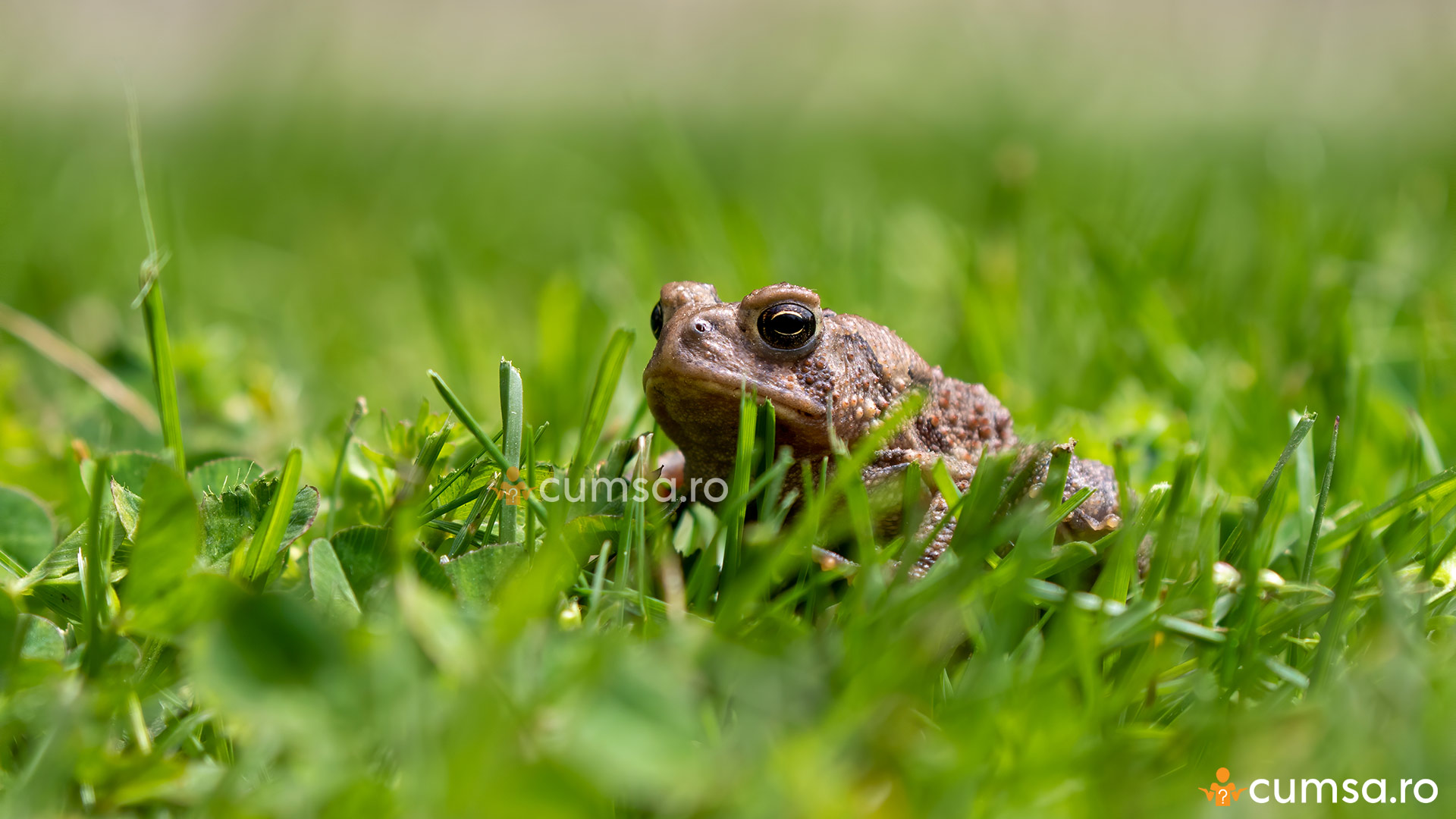 Combaterea broastelor din gradina. Cum sa scapi de acestea din curte ...
