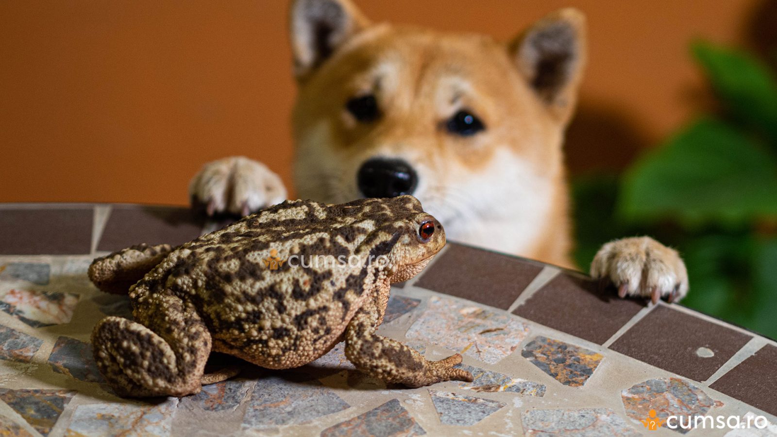 Combaterea broastelor din gradina. Cum sa scapi de acestea din curte ...