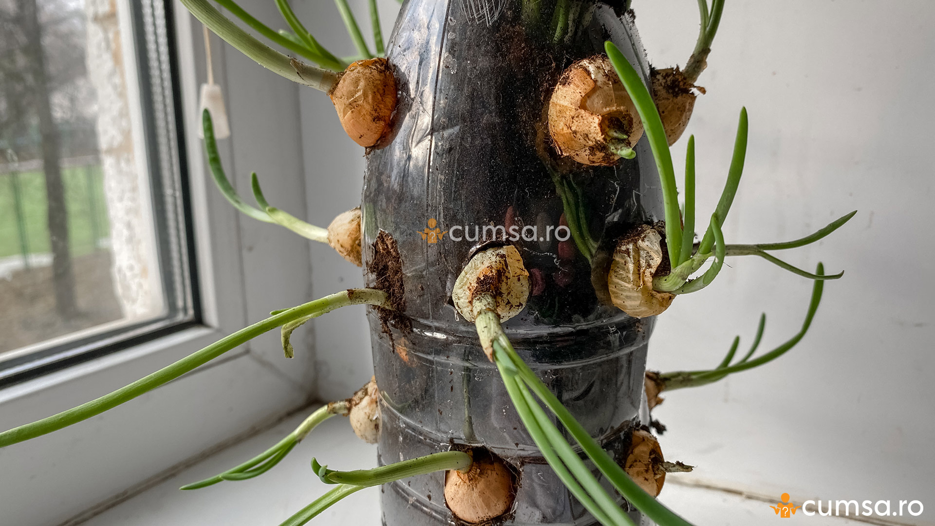 Cum sa cultivi ceapa verde in sticla de plastic. Cand si cum faci asta ...