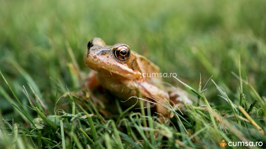 Combaterea broastelor din gradina. Cum sa scapi de acestea din curte ...