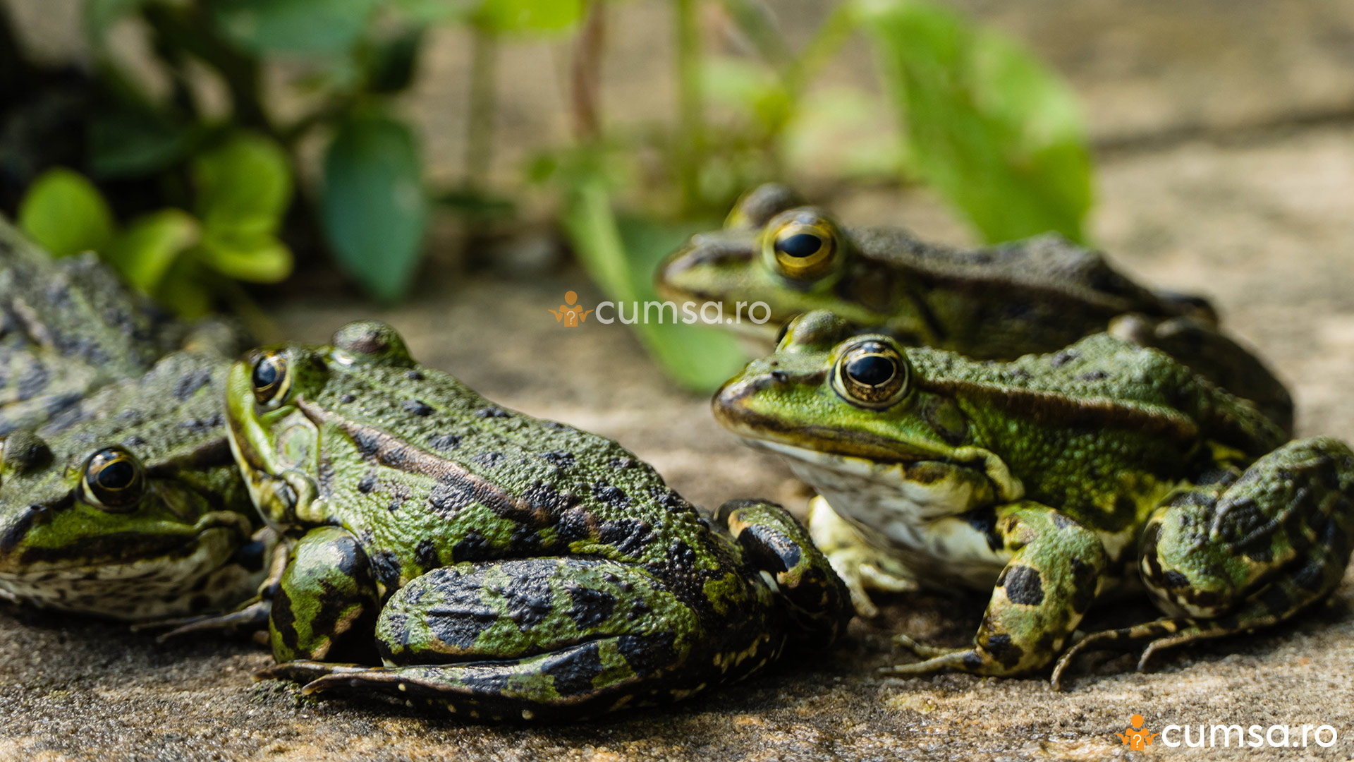 Combaterea broastelor din gradina. Cum sa scapi de acestea din curte ...