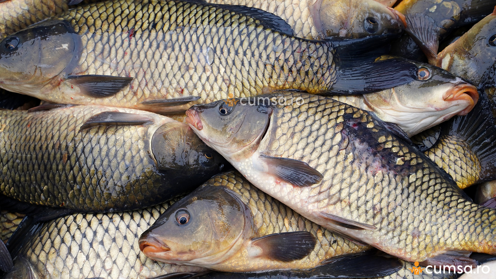 Crap la gratar. Cum sa il pregatesti pentru a iesi gustos - cumsa.ro