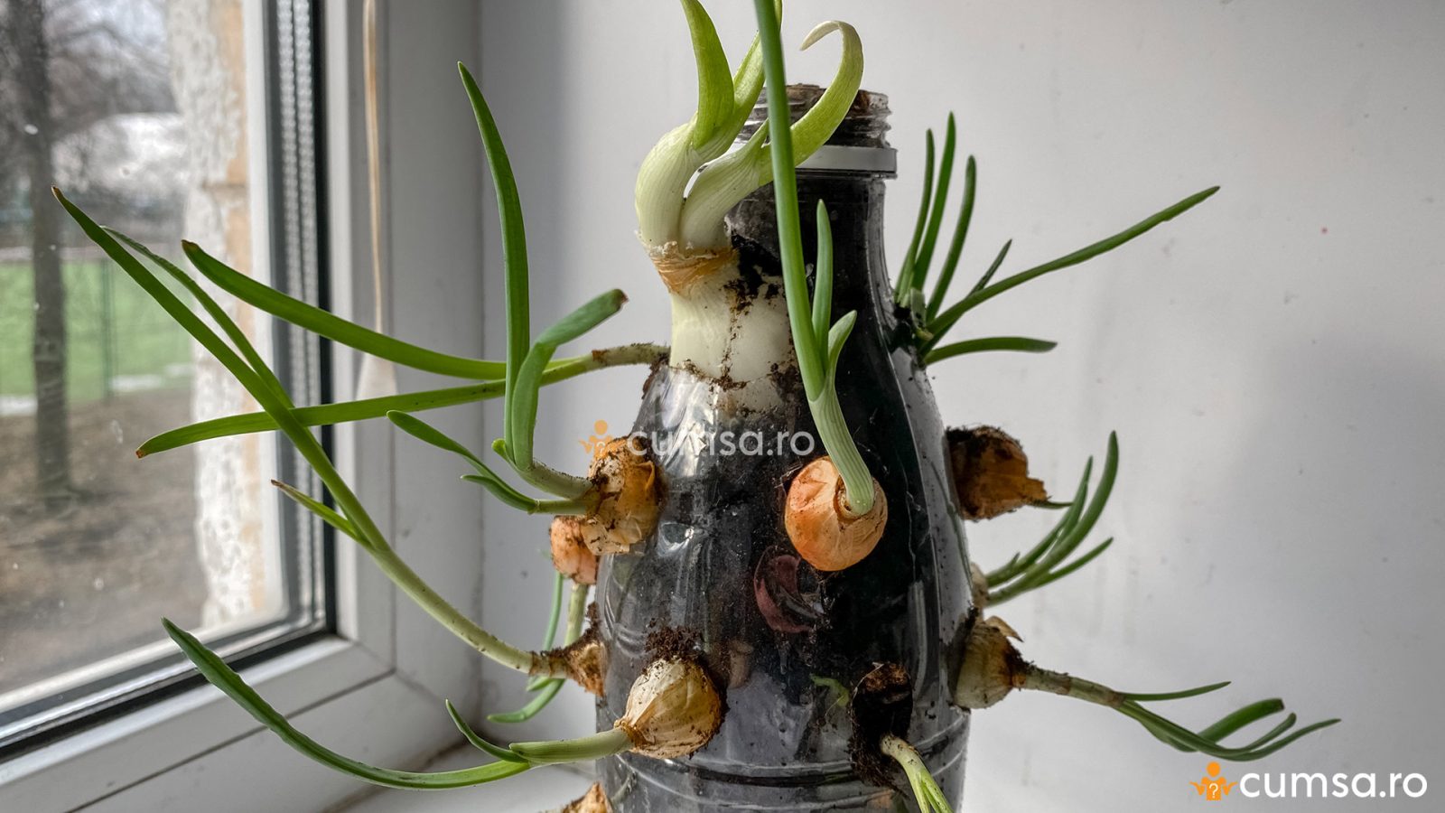 Cum sa cultivi ceapa verde in sticla de plastic. Cand si cum faci asta ...