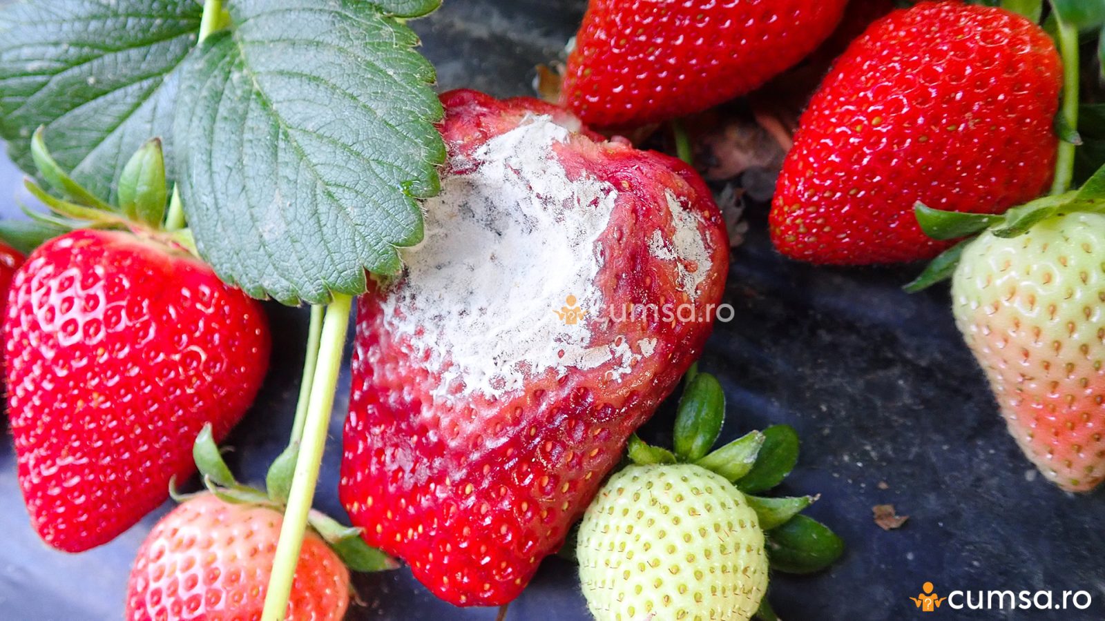 Fainare la capsuni. Cum sa combati aceasta boala si ce tratamente ...