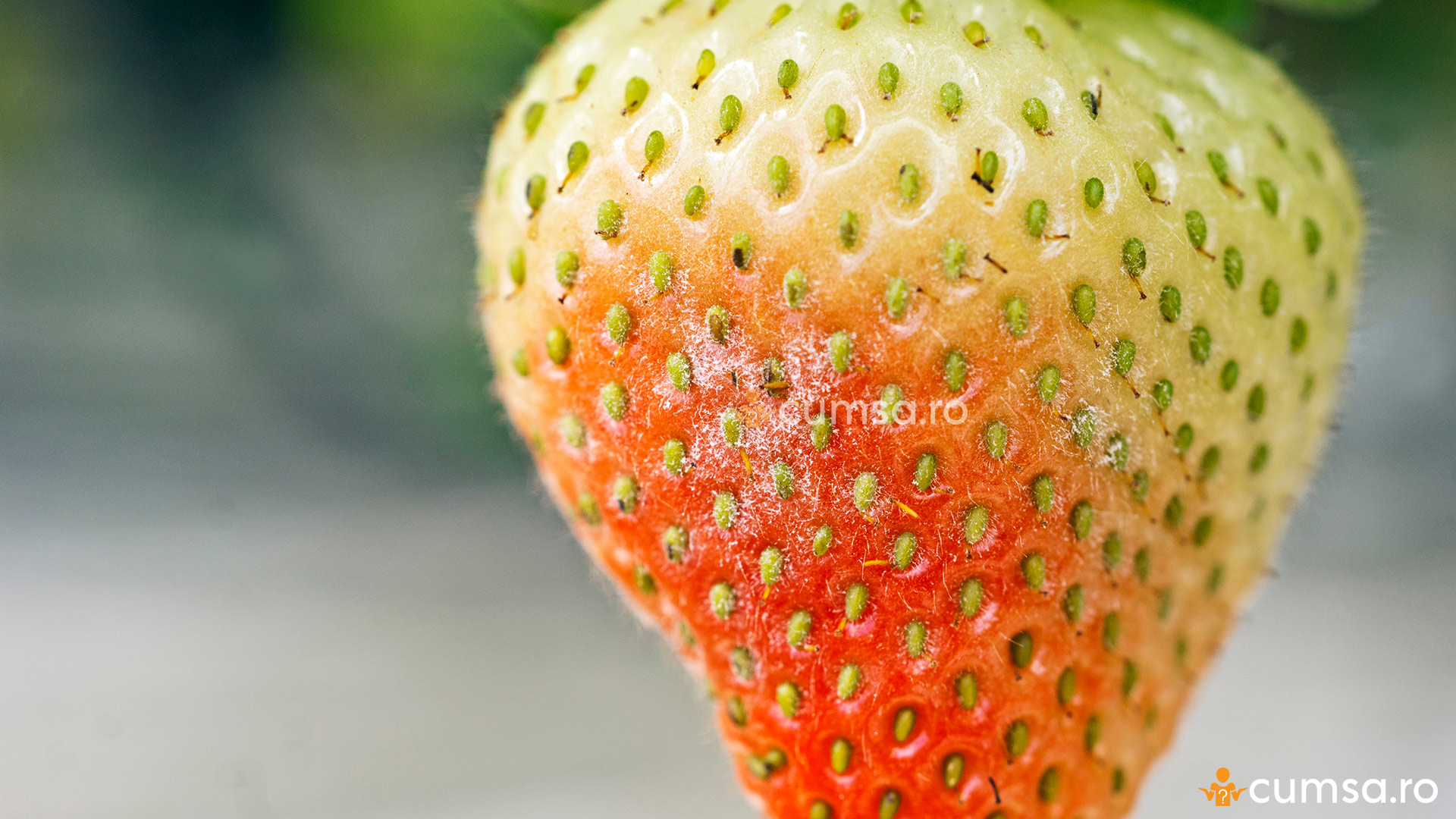 Fainare la capsuni. Cum sa combati aceasta boala si ce tratamente ...