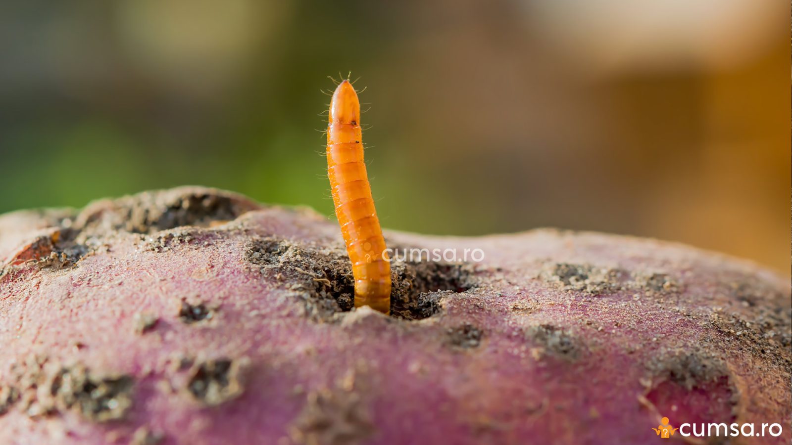 Cum sa combati viermele sarma si ce insecticid sa folosesti - cumsa.ro