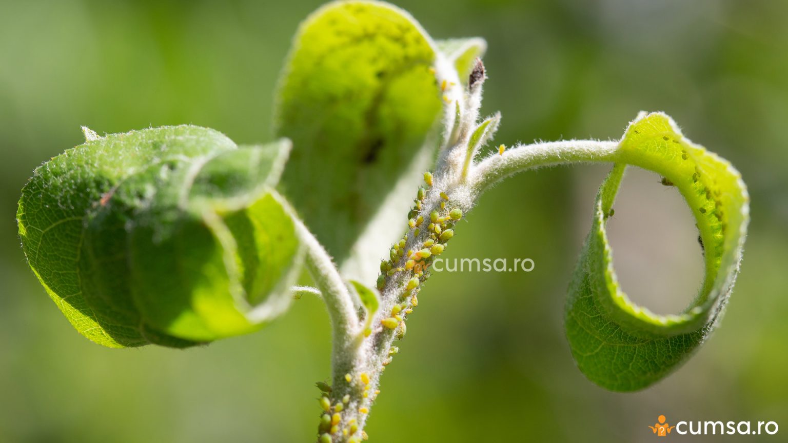 Tratament pentru afide la pomi. Cum sa combati paduchii verzi - cumsa.ro