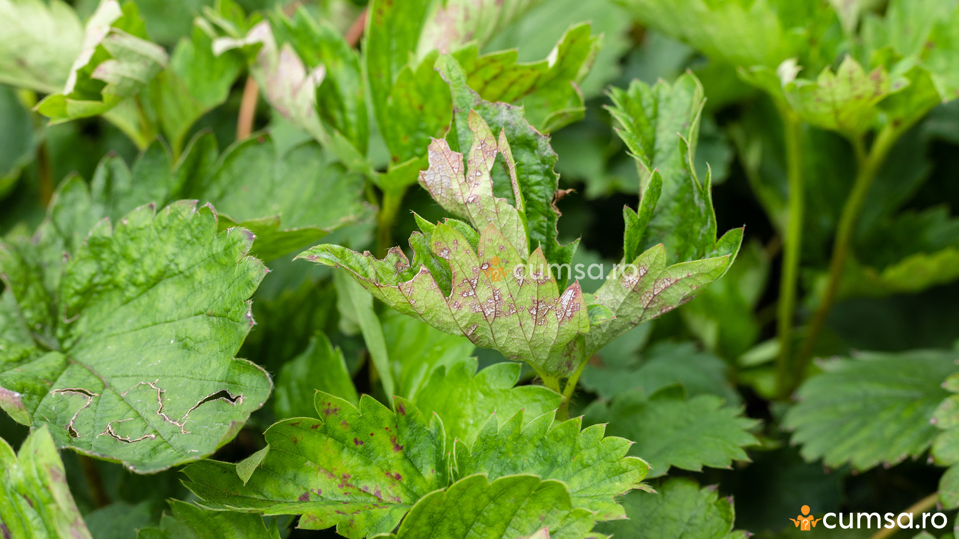 Fainare la capsuni. Cum sa combati aceasta boala si ce tratamente ...
