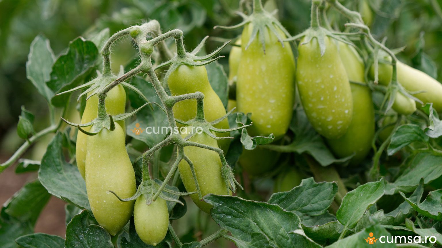 Solutie de piatra vanata pentru rosii. Cum sa o aplici si ce ...