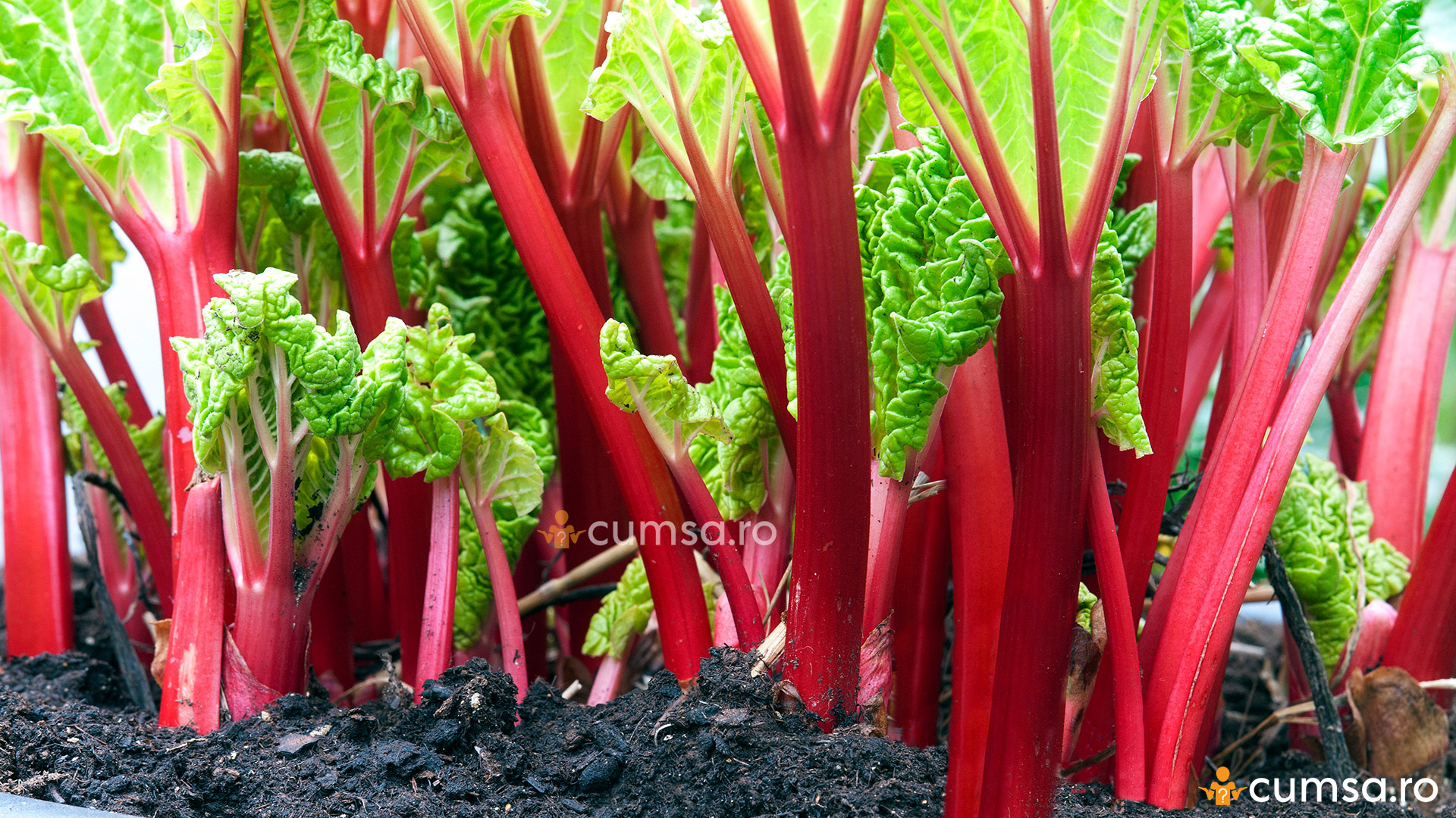 Dulceata de rubarba. Cum sa pregatesti reteta clasica - cumsa.ro