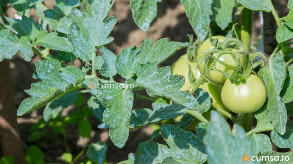 Solutie de piatra vanata pentru rosii. Cum sa o aplici si ce ...