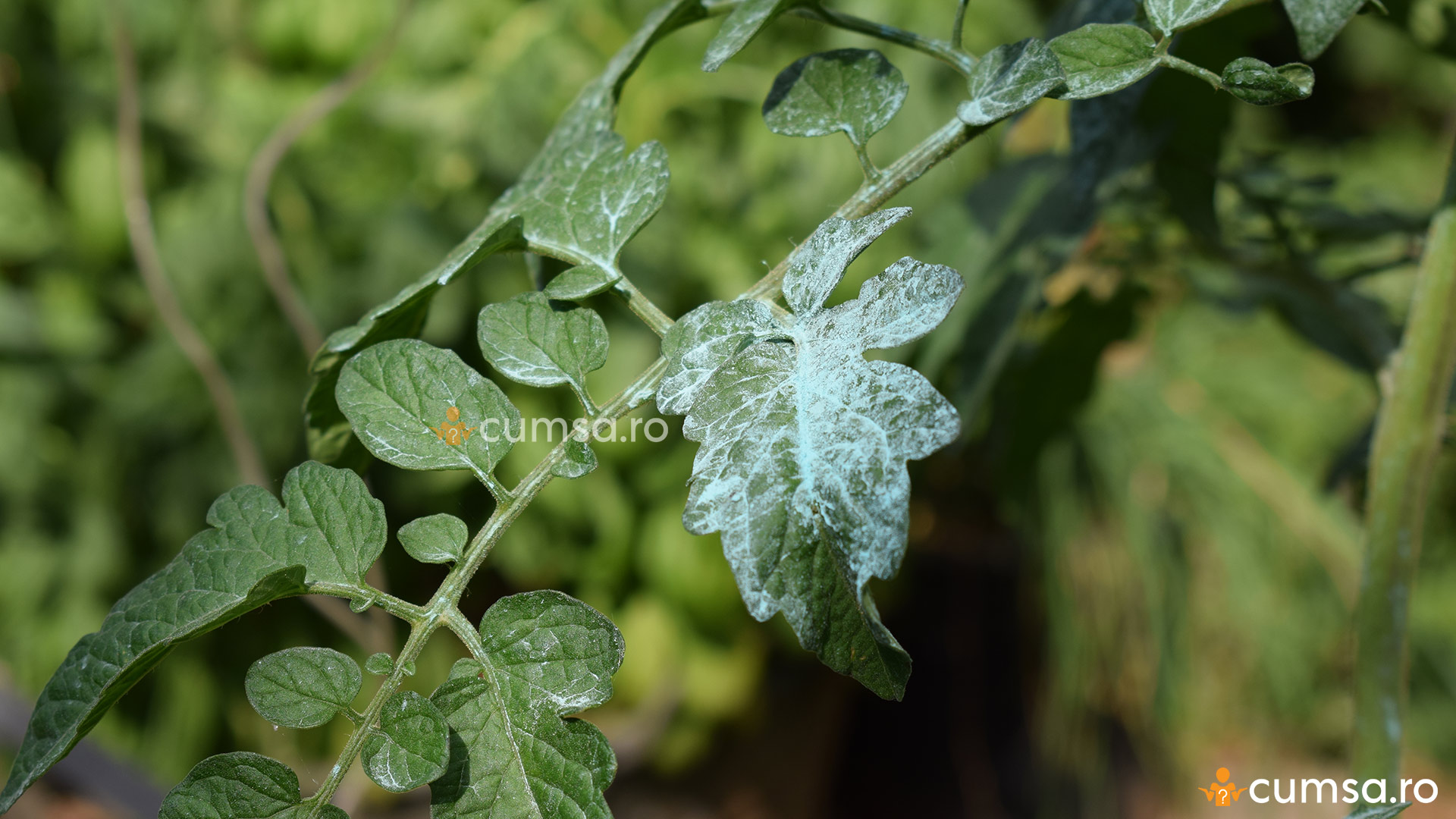 Solutie de piatra vanata pentru rosii. Cum sa o aplici si ce ...