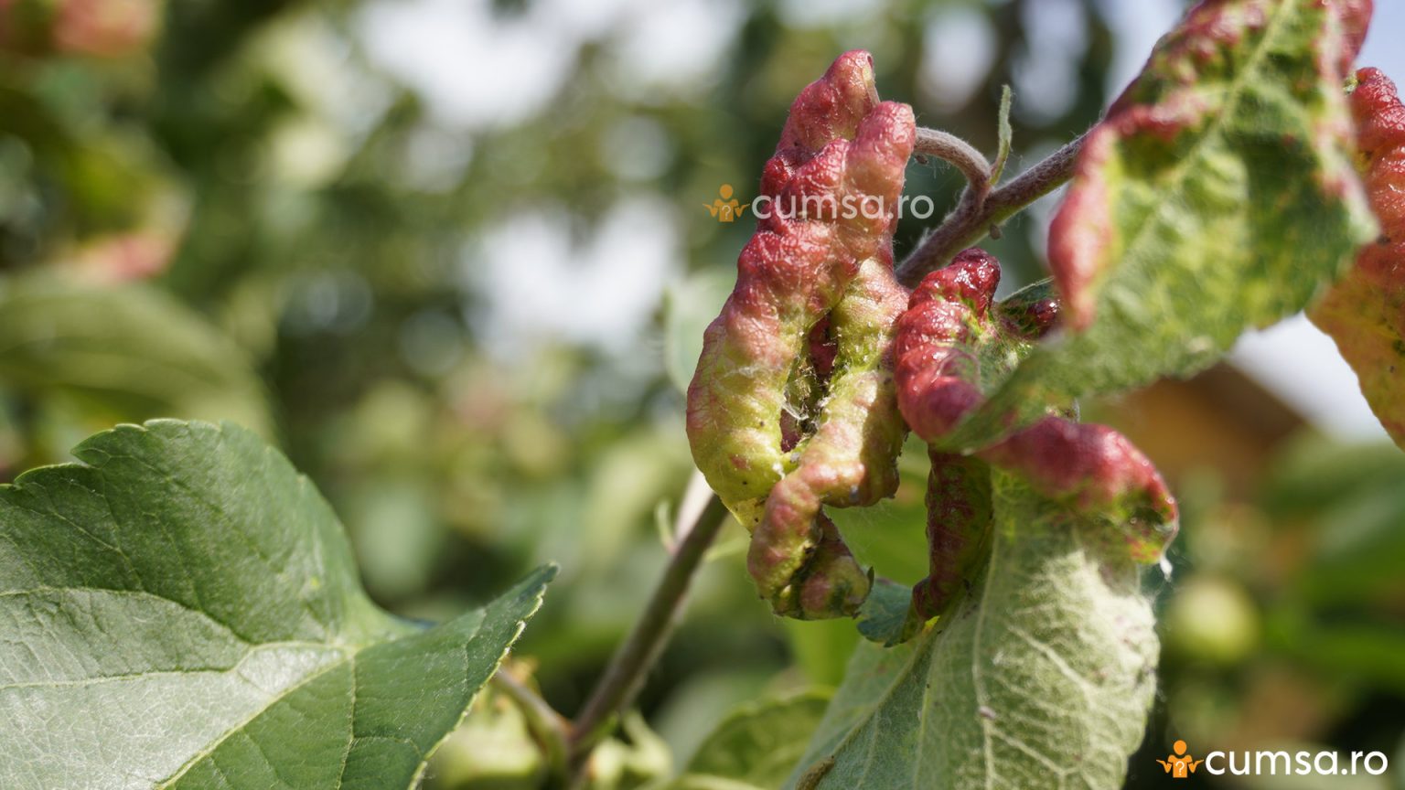Tratament pentru afide la pomi. Cum sa combati paduchii verzi - cumsa.ro
