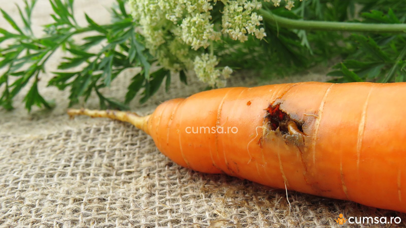 Cum sa combati viermele sarma si ce insecticid sa folosesti - cumsa.ro