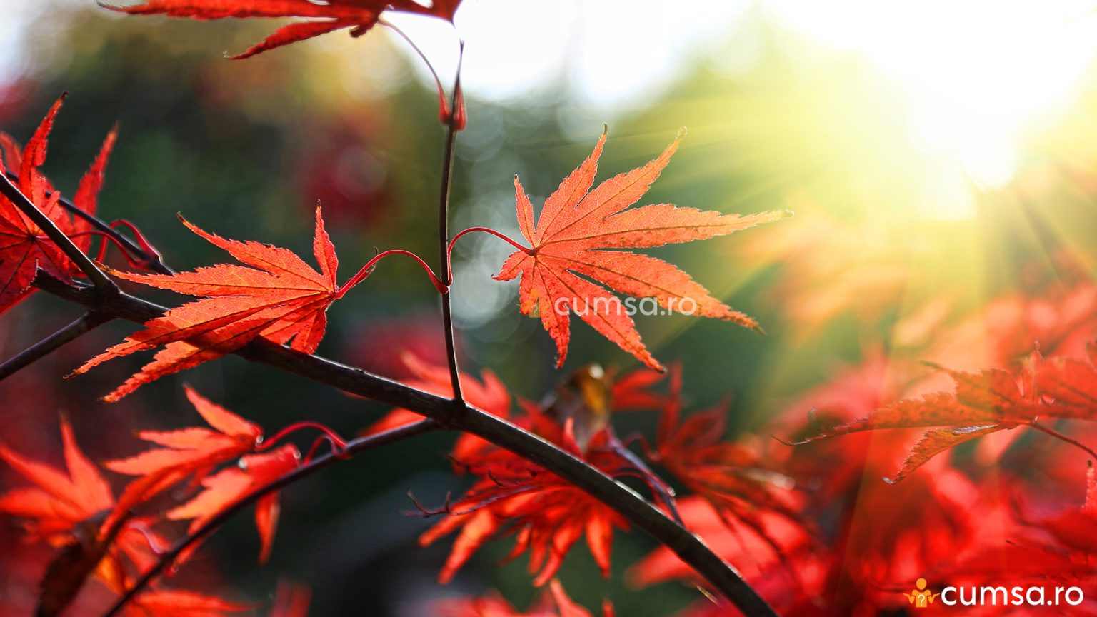 Cum sa cresti artar japonez. Ingrijire, inmultire, boli si daunatori ...
