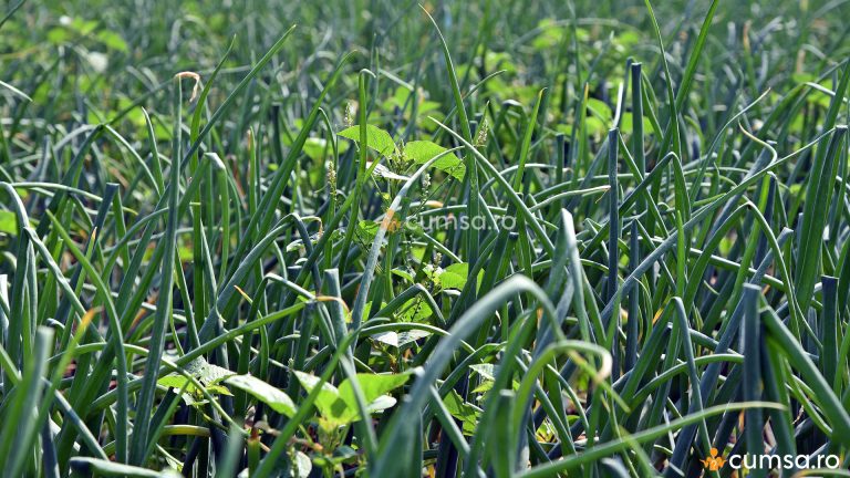 Erbicide pentru ceapa. Cum sa le aplici si in ce perioade - cumsa.ro Erbicide pentru ceapa. Cum sa le aplici si in ce perioade - cumsa.ro