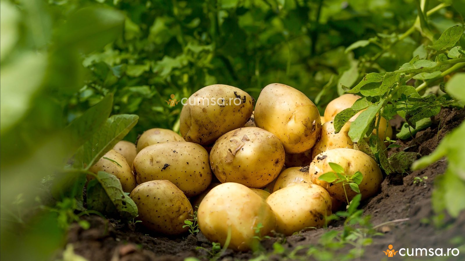 Soiuri de cartofi romanesti. Cum sa le alegi in functie de productia la ...