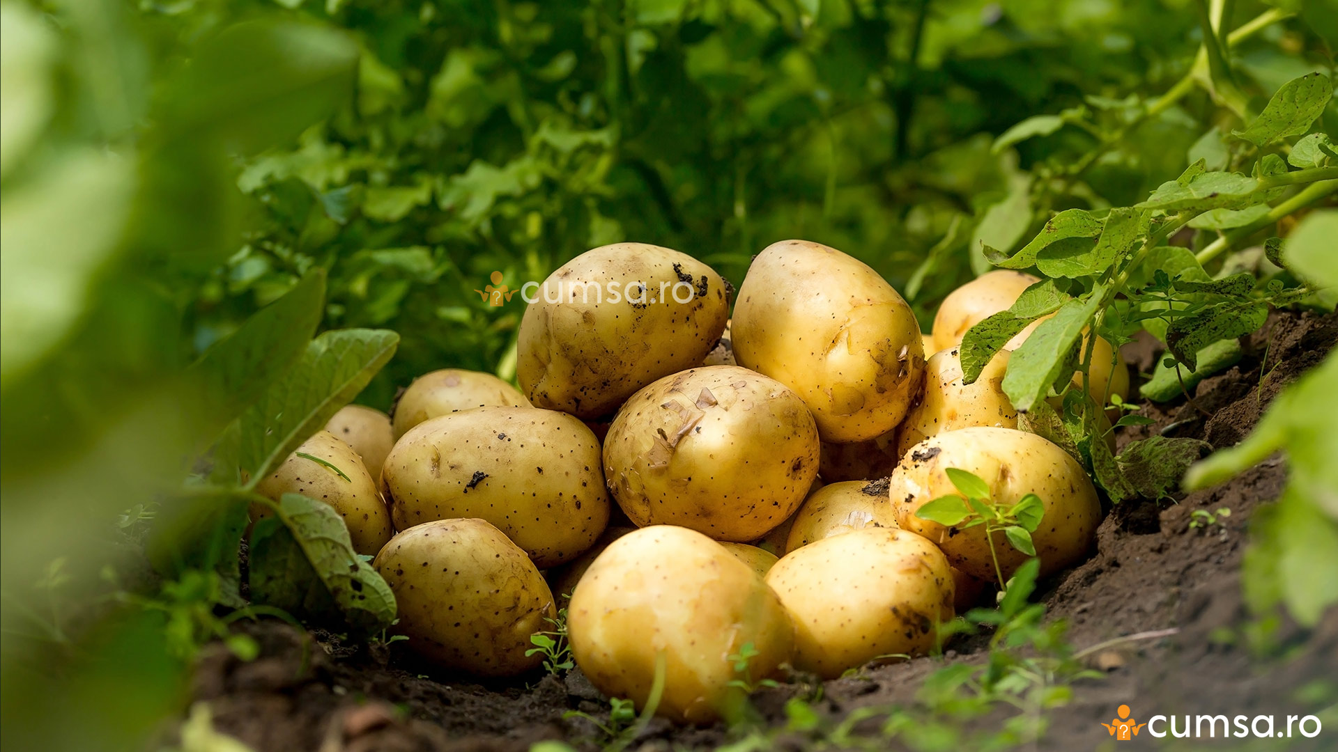 Soiuri de cartofi romanesti. Cum sa le alegi in functie de productia la ...