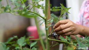 Cum sa stropesti rosiile dupa copilire si ce tratamente folosesti ...