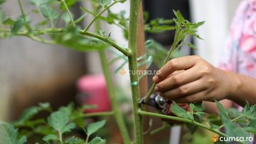 Cum sa stropesti rosiile dupa copilire si ce tratamente folosesti ...