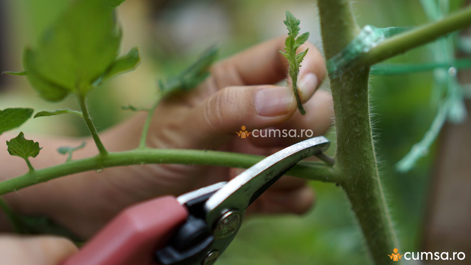 Cum sa stropesti rosiile dupa copilire si ce tratamente folosesti ...