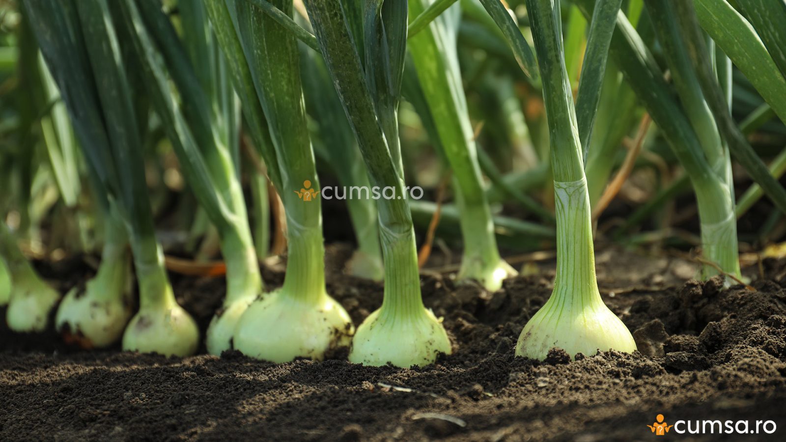 Erbicide pentru ceapa. Cum sa le aplici si in ce perioade - cumsa.ro