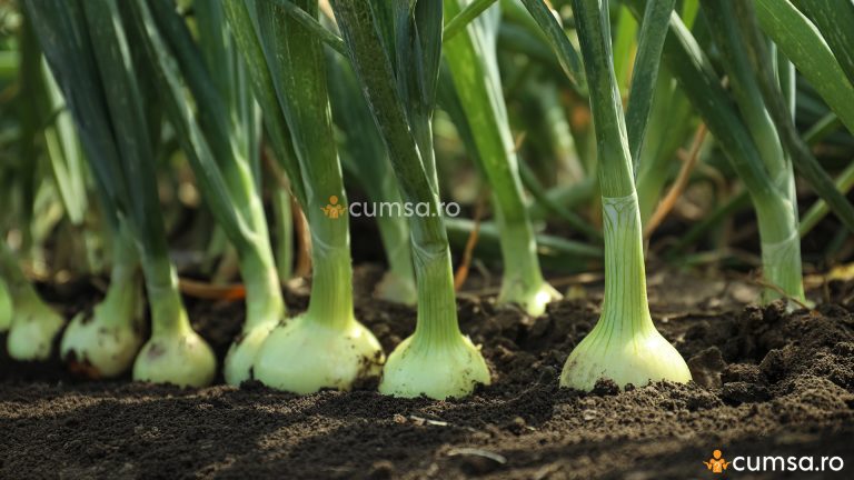 Erbicide pentru ceapa. Cum sa le aplici si in ce perioade - cumsa.ro Erbicide pentru ceapa. Cum sa le aplici si in ce perioade - cumsa.ro