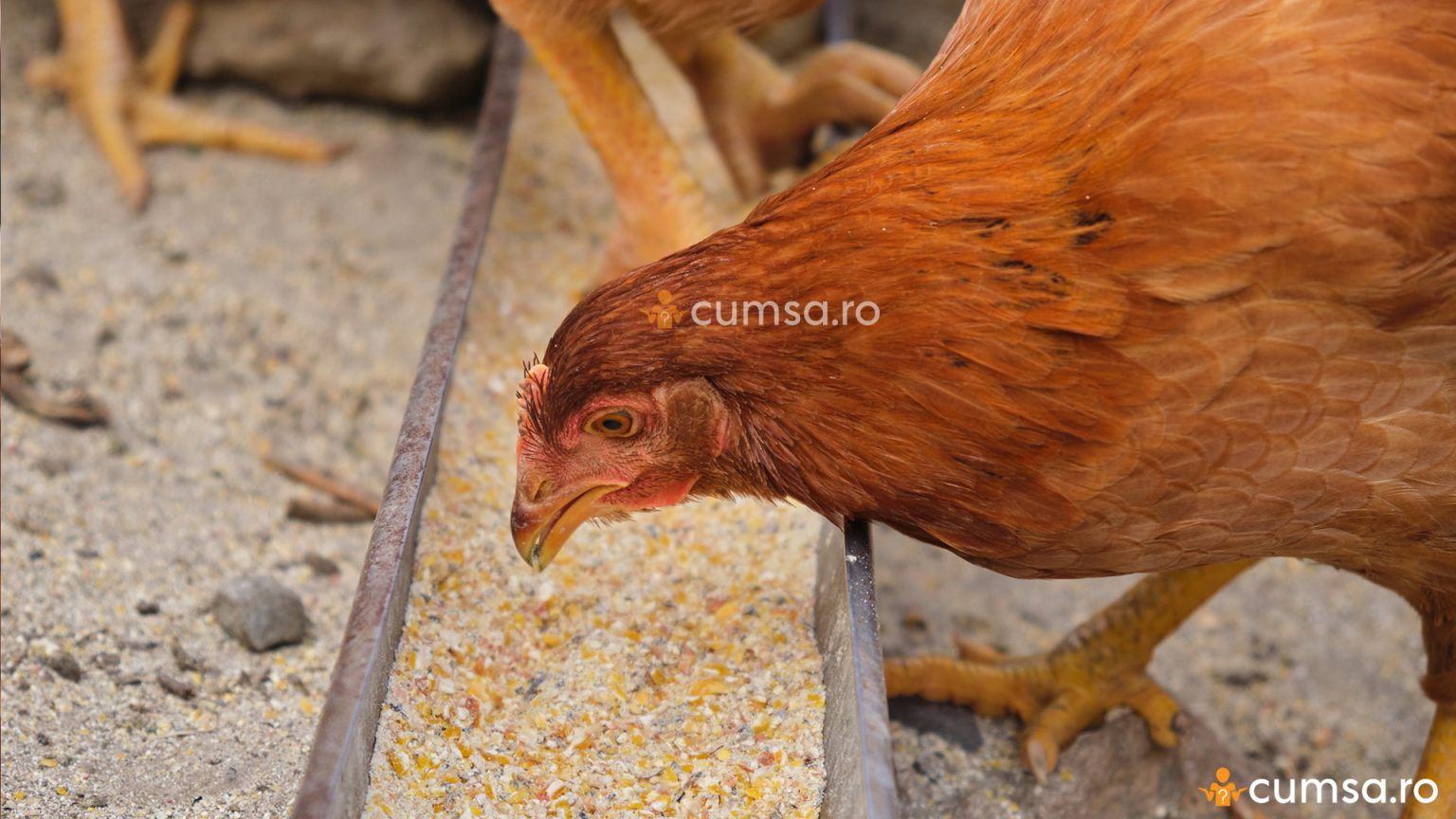 Reteta furaj gaini ouatoare. Cum sa le hranesti pentru a mari productia ...