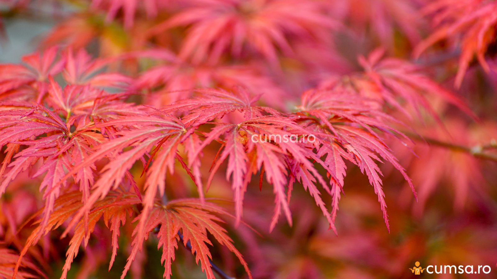 Cum sa cresti artar japonez. Ingrijire, inmultire, boli si daunatori ...