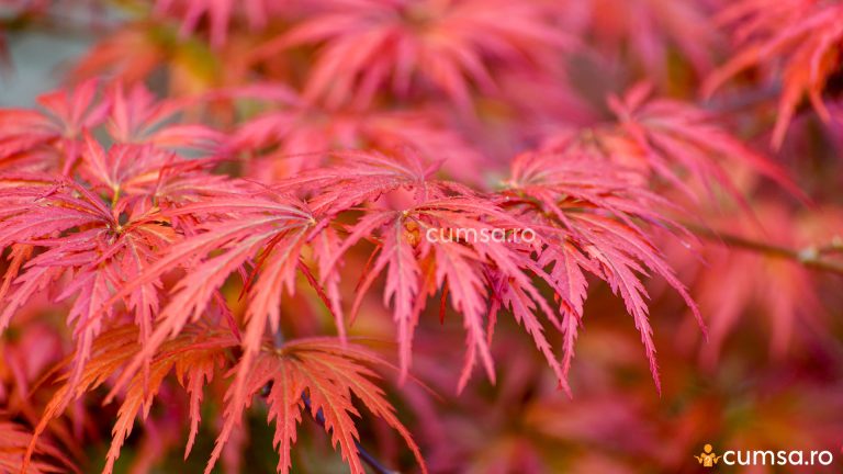 Cum sa cresti artar japonez. Ingrijire, inmultire, boli si daunatori ...