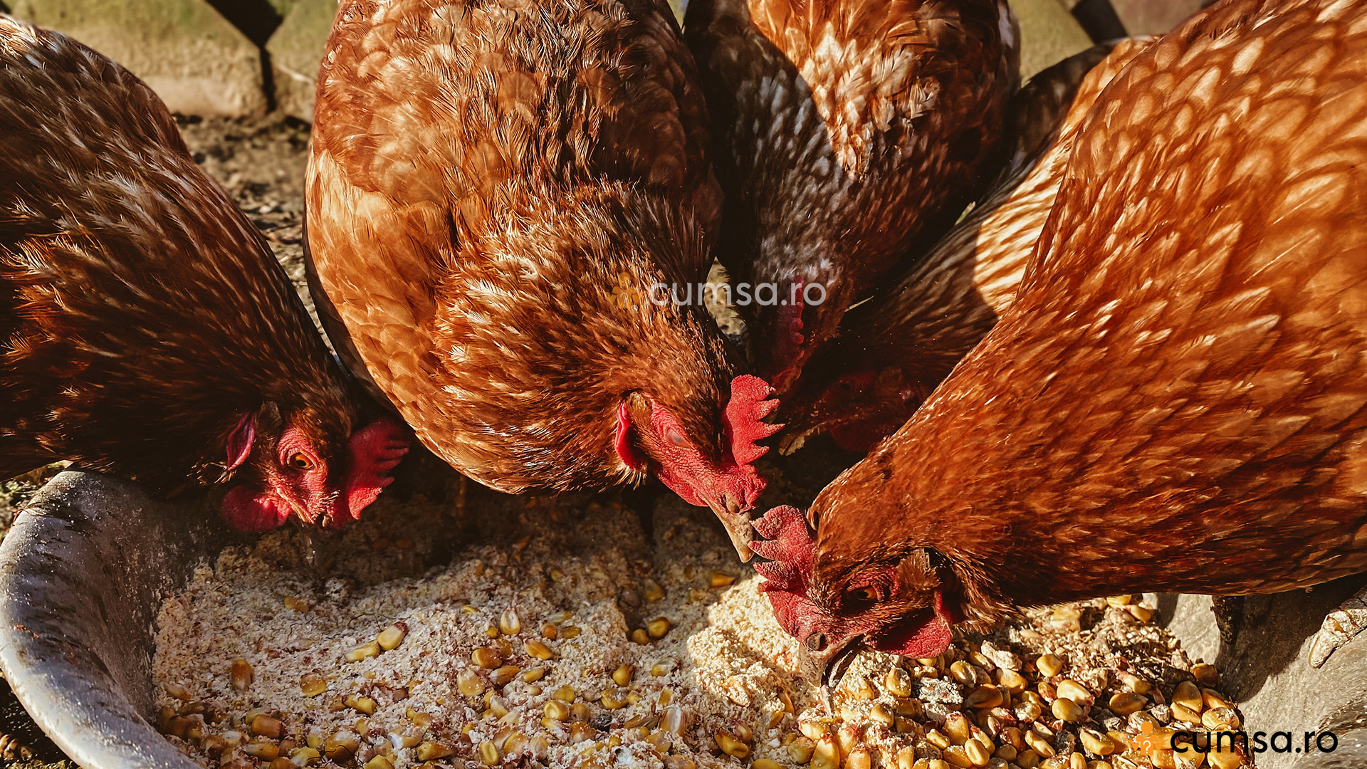 Reteta furaj gaini ouatoare. Cum sa le hranesti pentru a mari productia ...