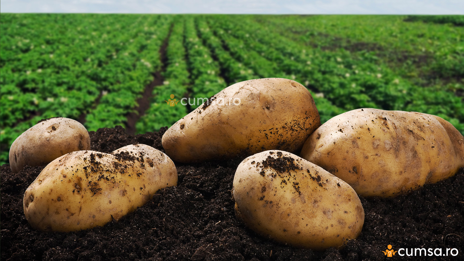 Soiuri de cartofi romanesti. Cum sa le alegi in functie de productia la ...
